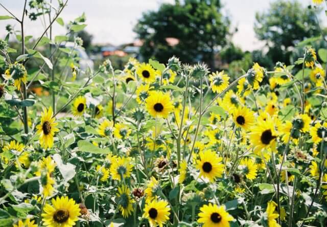 BANANASNAP | バナナスナップ